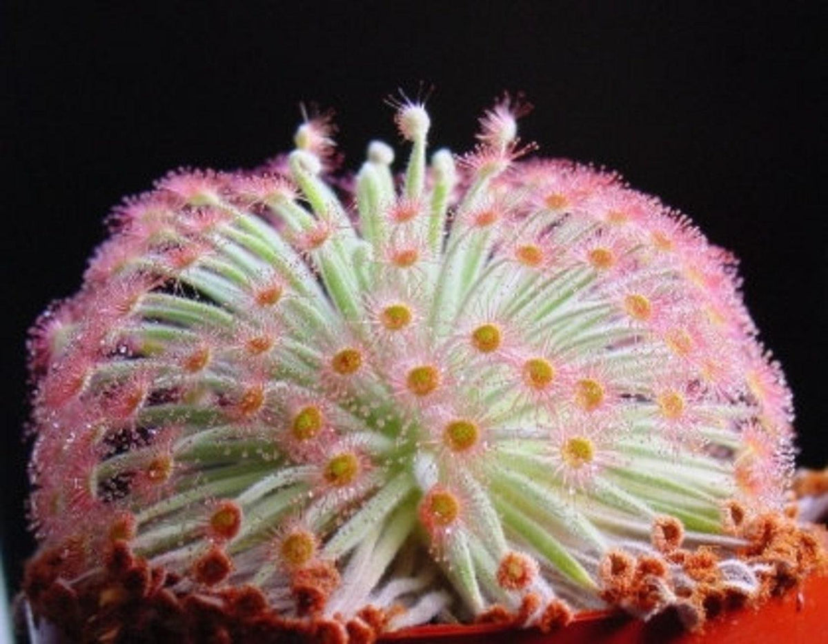 Limited Drosera Derbyensis Octop Plant Petiolaris Complex Carnivoro Ve ...