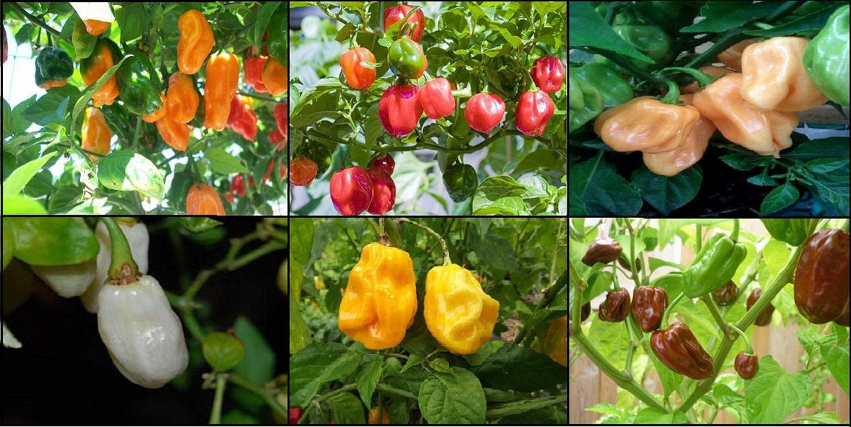 Limited Qty Pack Habanero Peppers 60+ Seeds Fresh Seeds Rare Colors Ve ...