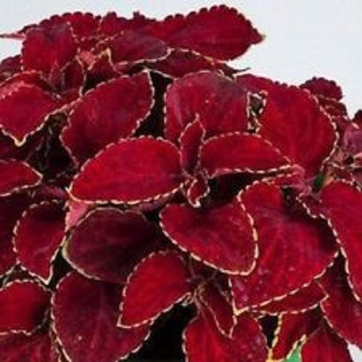 Coleus Wizard Red Velvet Flower Seeds Annual 50+ Seeds - Perfect for P ...