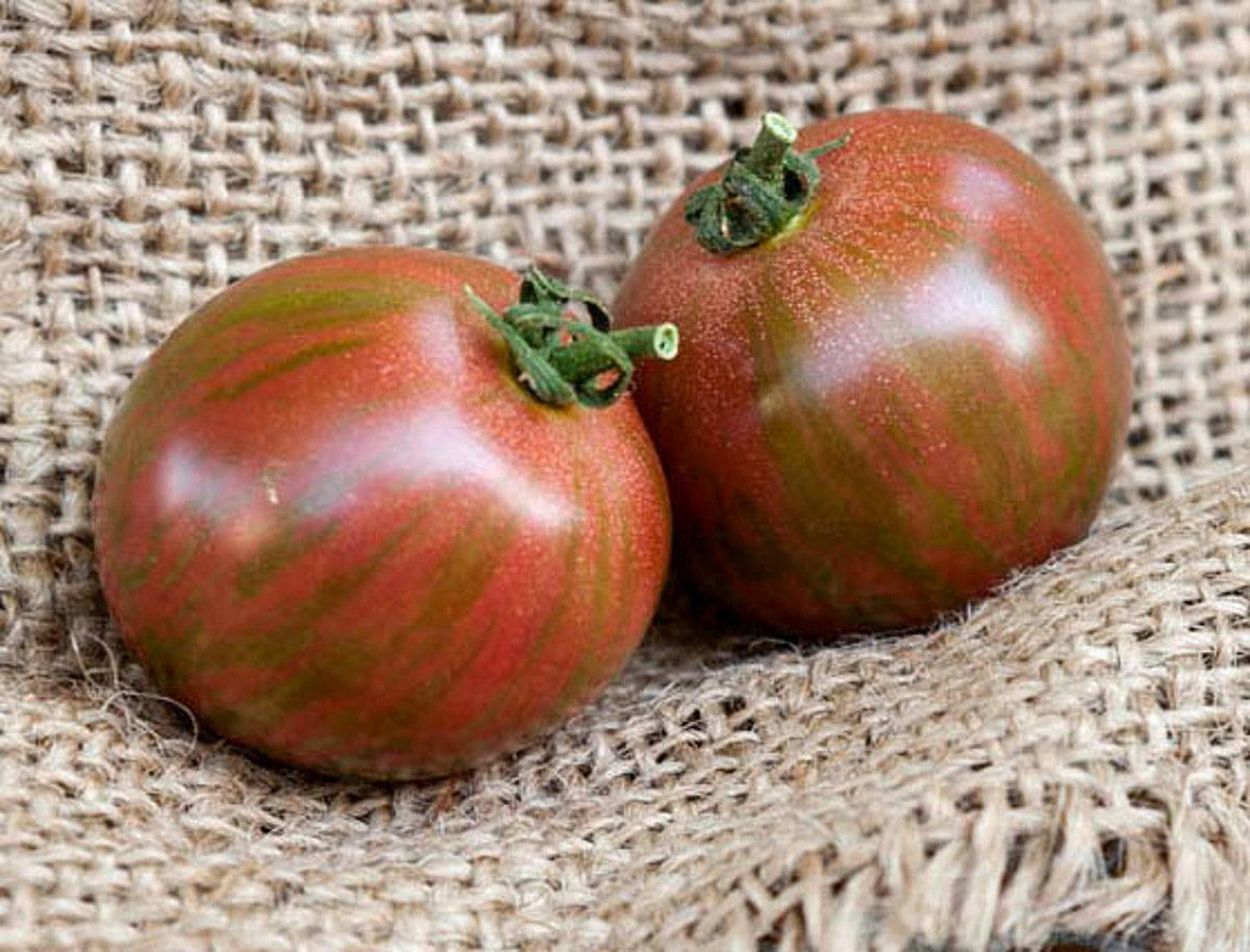 50+ Seeds Purple Bumblebee Tomato Premium Seed Packet Seeds - Perfect ...