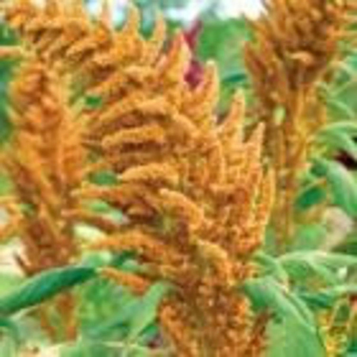 Giant Orange Amaranth 50+ Seeds (am ) - Perfect for Planting and Gifti ...
