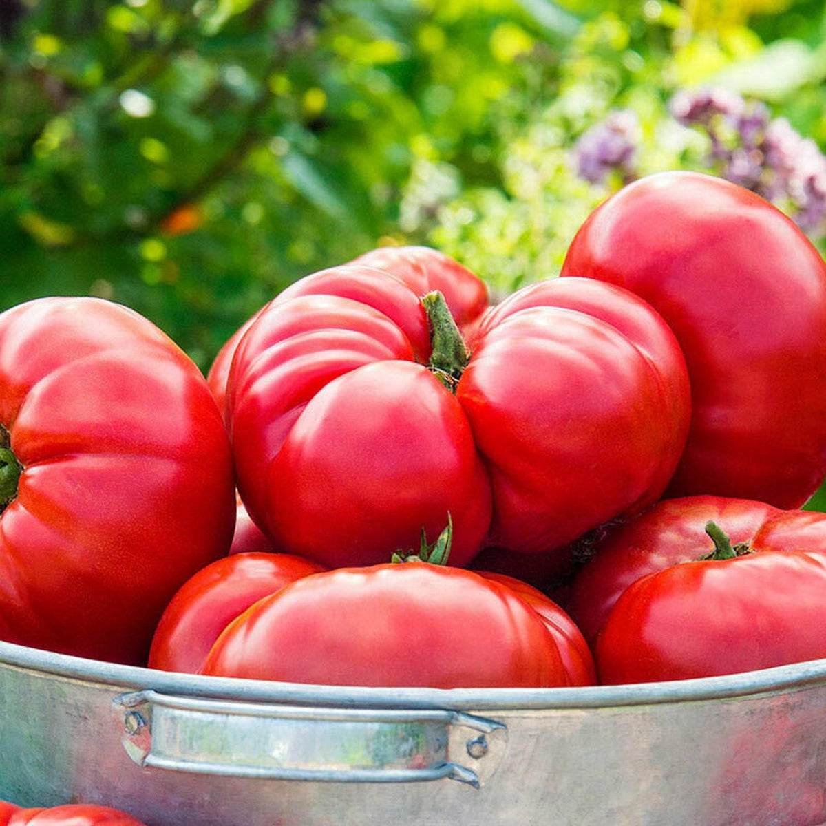 50+ Seeds Mortgage Lifter (radiator Charlie Strain) Tomato Seeds Organ ...
