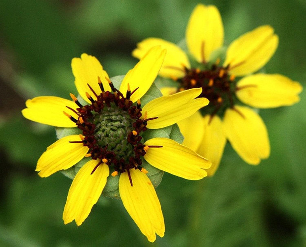 Chocolate Daisy Flower, 35+ Seeds, Berlandiera Lyrata, Fragrant, Cold ...