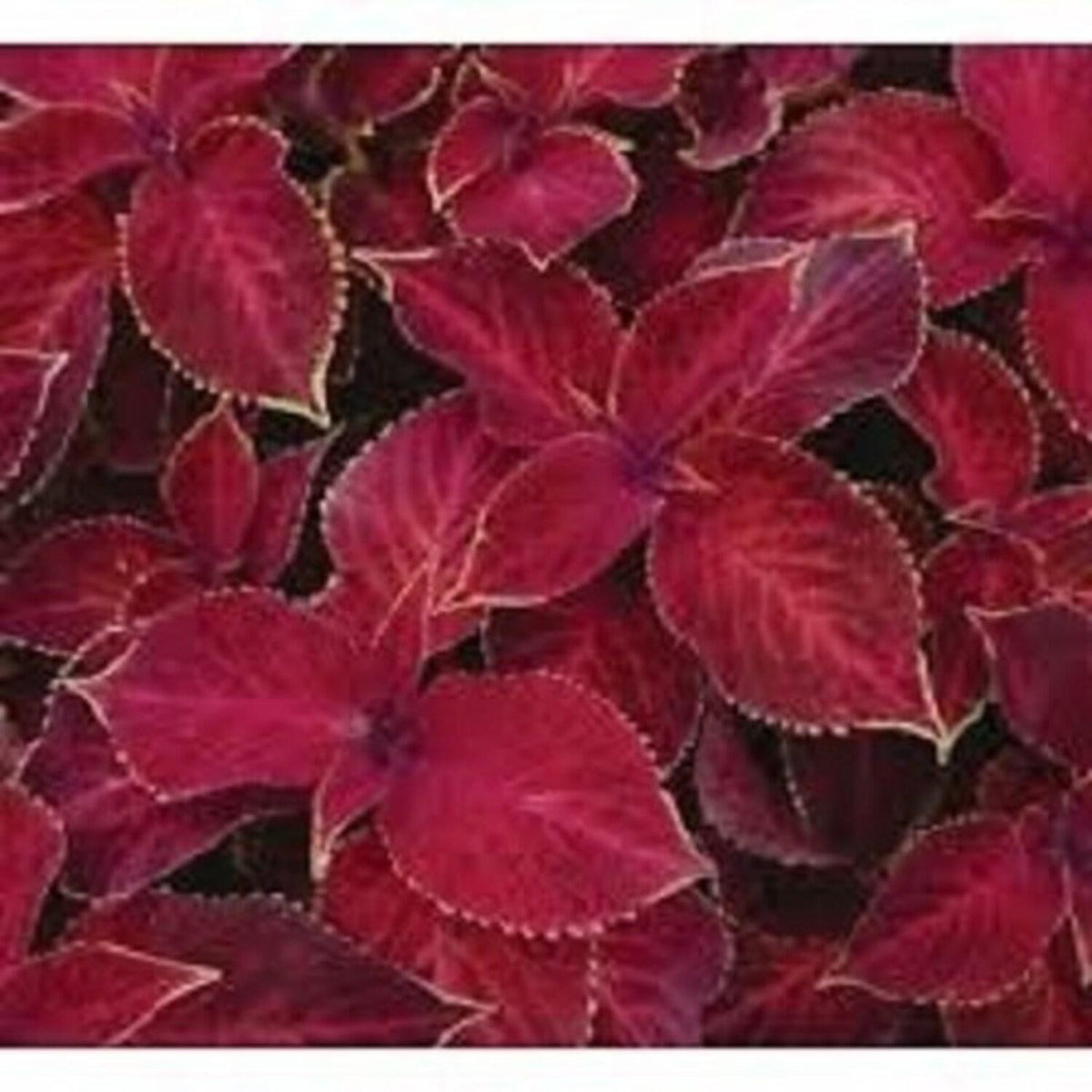 Coleus Wizard Scarlet Flower Seeds Annual 50+ Seeds - Perfect for Plan ...