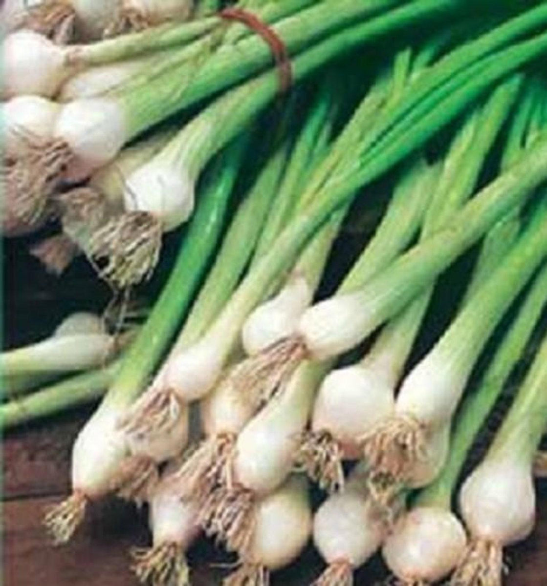 100+ Seeds White Lisbon Onion Bunching Onion Garden Seed - Perfect for ...