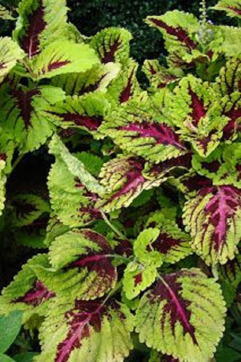 Coleus Wizard Mosaic Flower Seeds Annual 50+ Seeds - Perfect for Plant ...