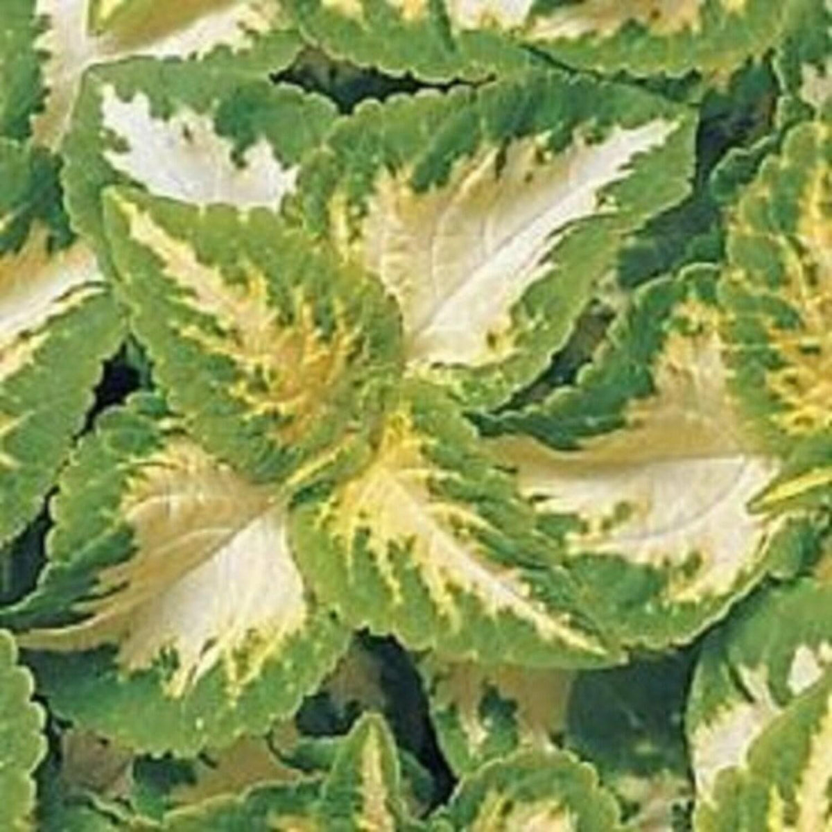 Coleus Wizard Jade Flower Seeds Annual 50+ Seeds - Perfect for Plantin ...