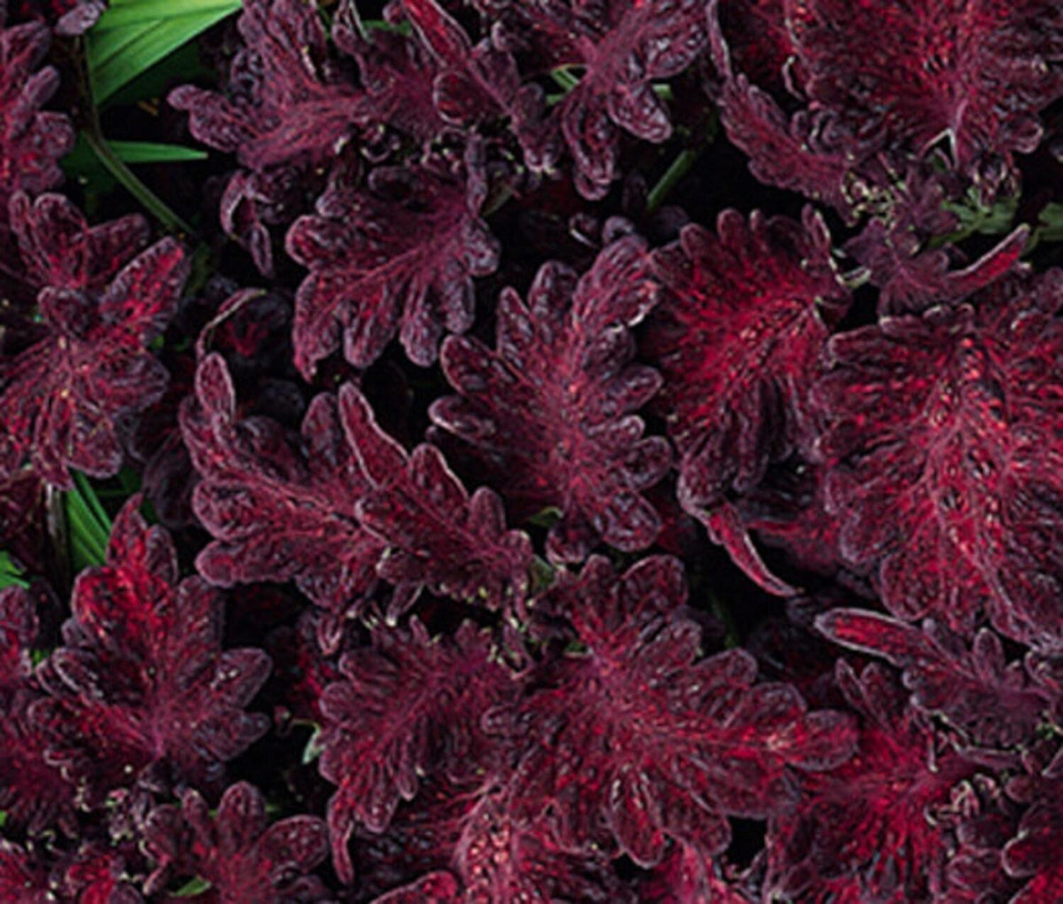 Coleus Black Dragon Flower Seeds Annual 50+ Seeds - Perfect for Planti ...