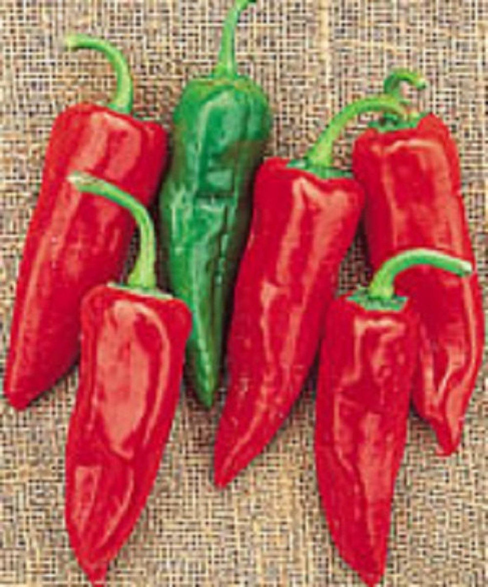 100+ Seeds Pepper Seeds Chili Grande Pepper Chili Pepper - Perfect for ...