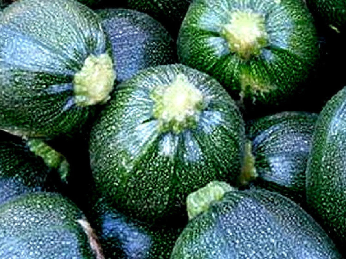 Organic Zucchini Seeds, Dark Green Round Zucchini Seeds, Home Grown Ro ...