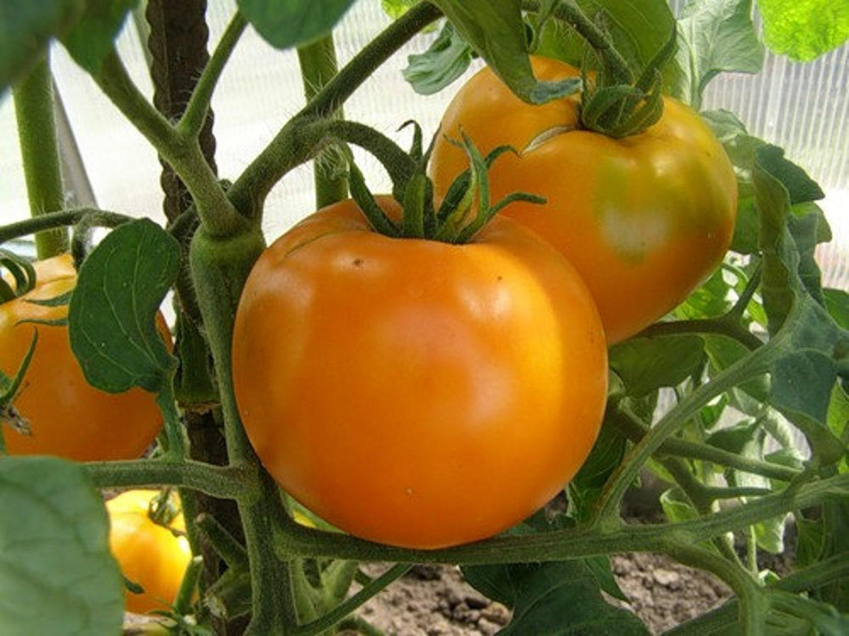 Tomato Eco Seeds Vegetable Tomato Hurma Seeds 100+ Seeds - Perfect for ...