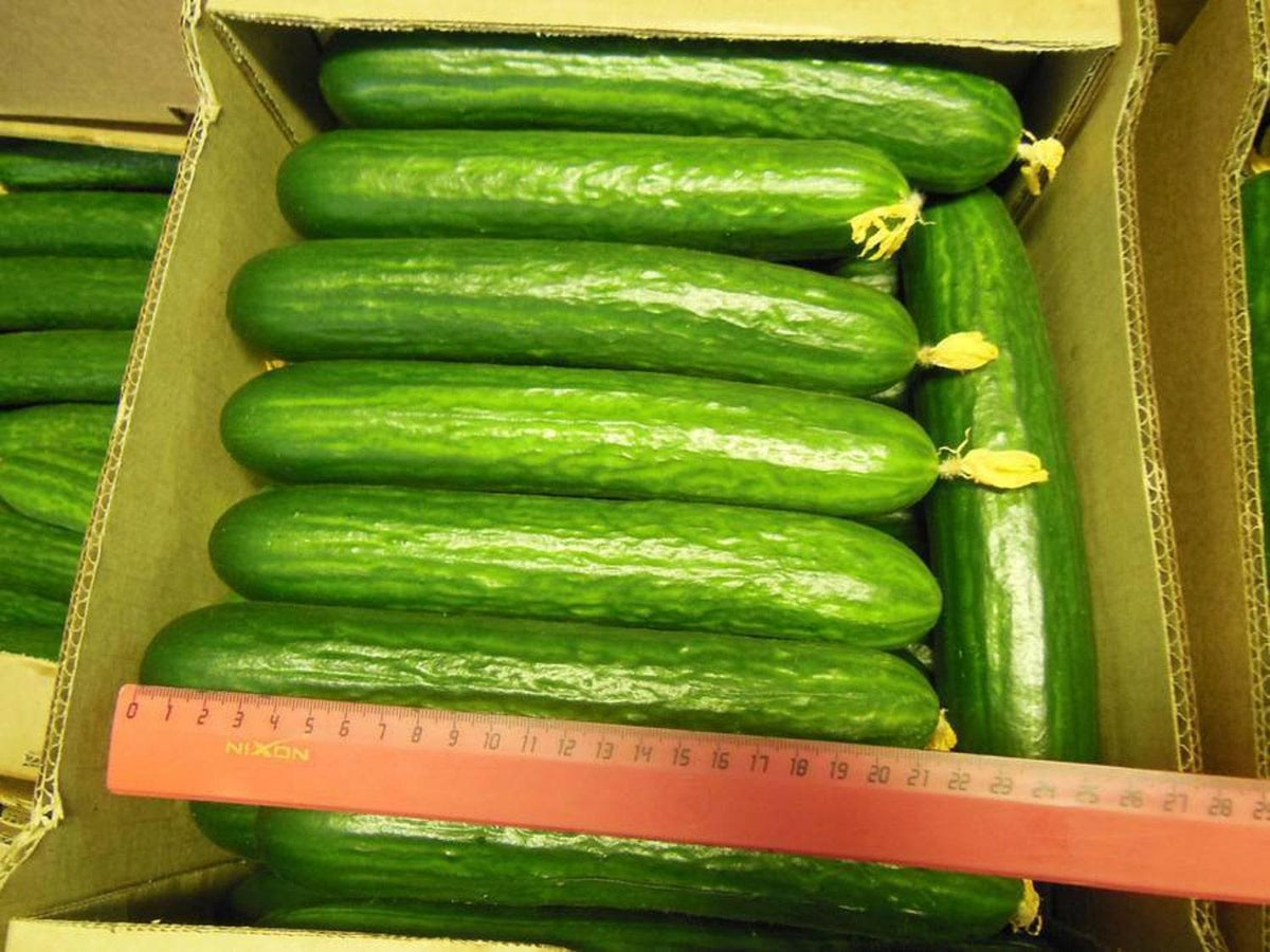 Cucumber Seeds Cuckoo F1 ( For Greenhoes) Vegetable Seeds 100+ Seeds ...