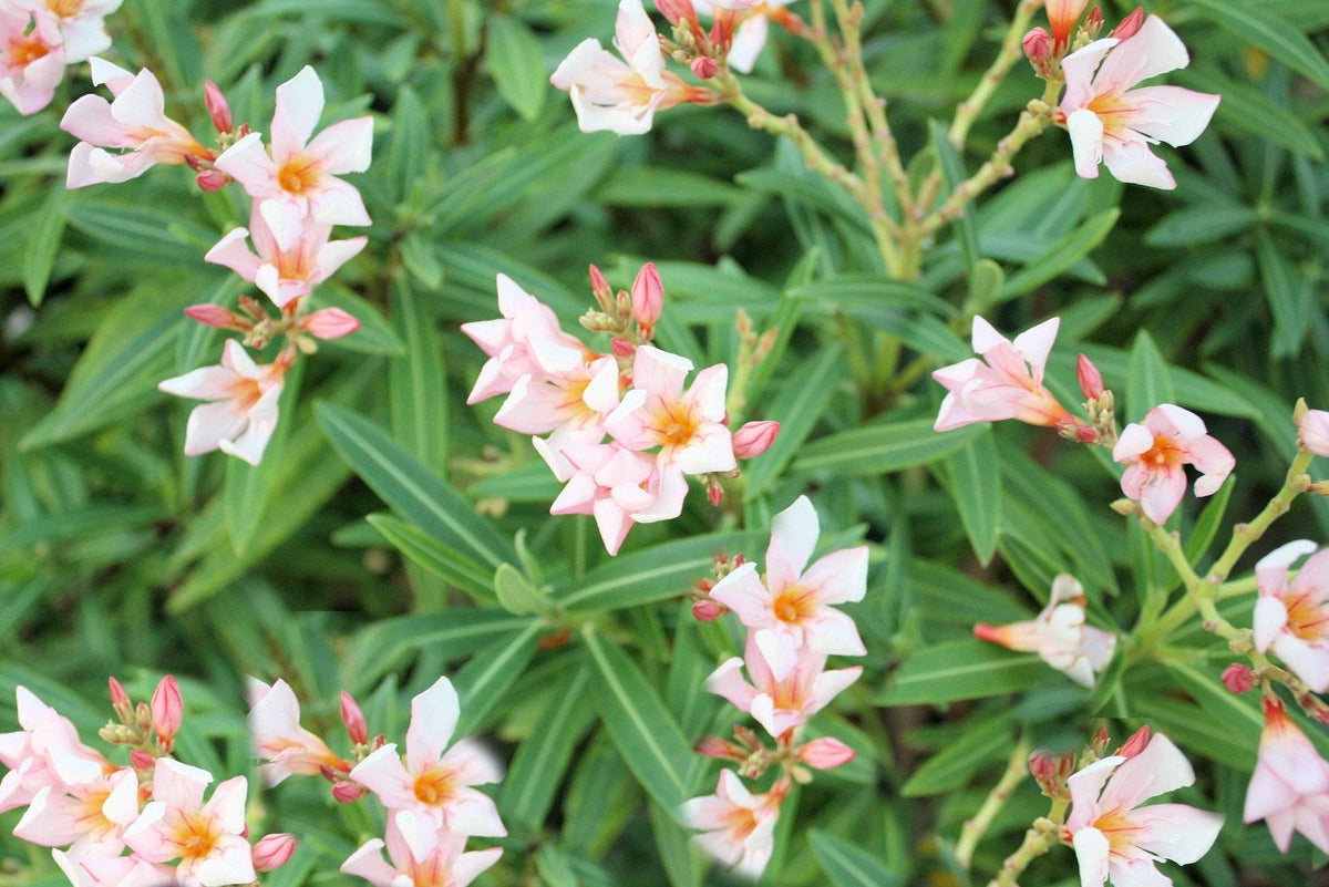 Nerium Oleander 35+ Seeds See Description Below Compact Shrub Drought ...