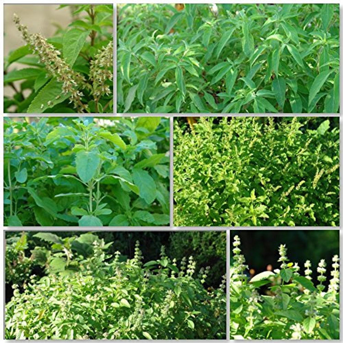 50+ Seeds Rare Basil Seed Trio Variety Pack Holy Kaprao, Peruvian Afri ...