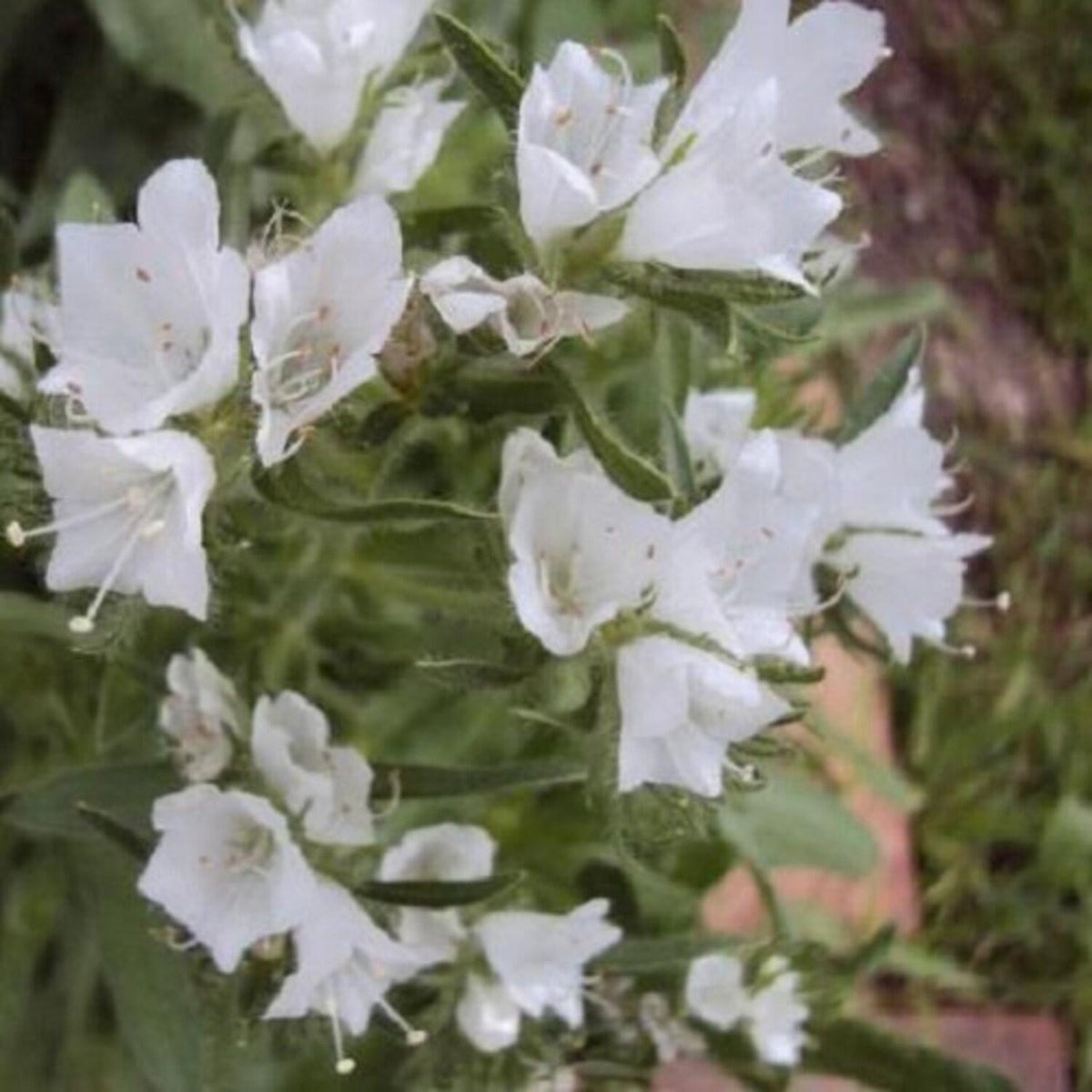 Echium White Bedder Flower Seeds Plantagineum Biennial 50+ Seeds - Per ...