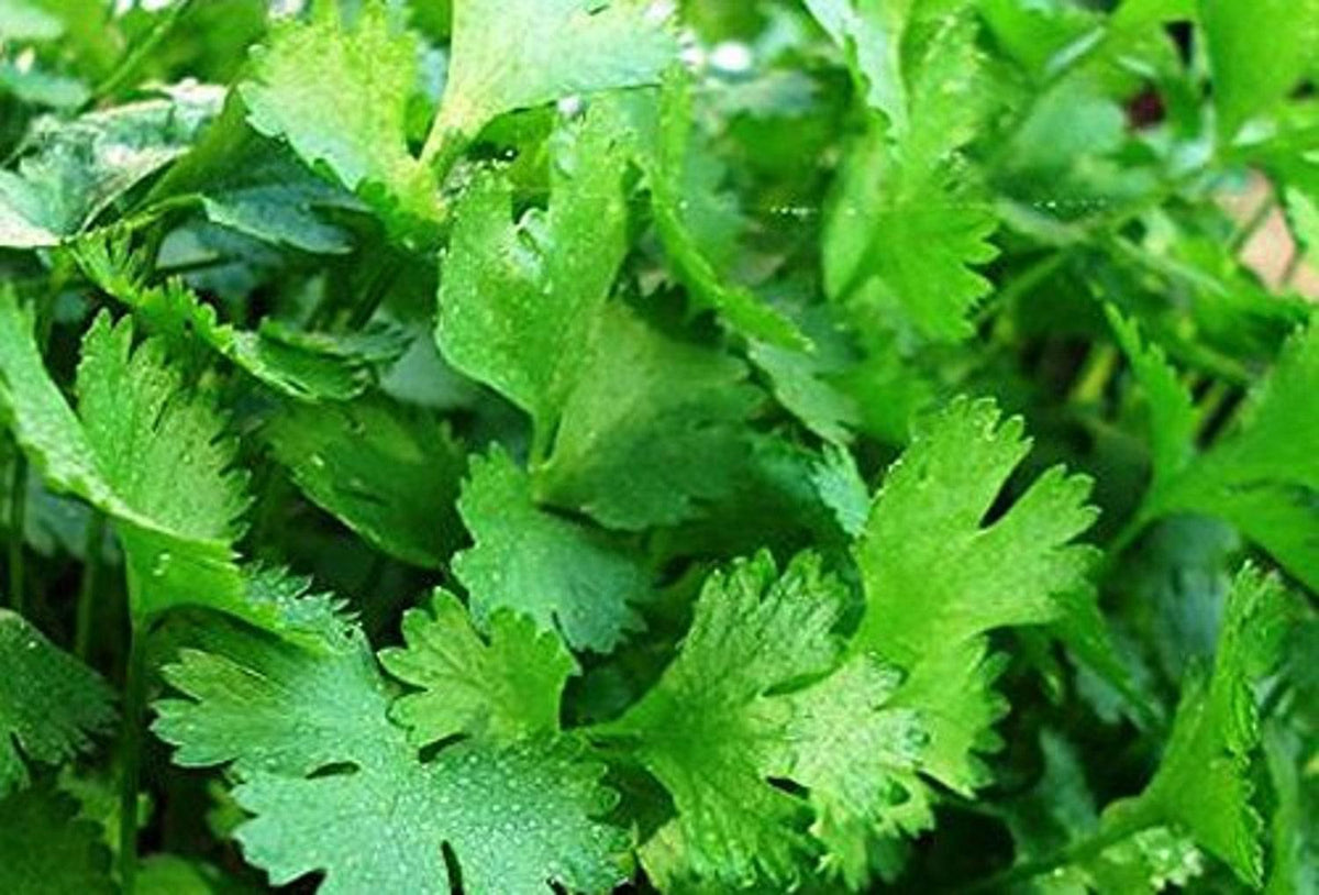 Cilantro Seeds (coriandrum Sativum) 35+ Seeds In Fren Seed Capsules Fo ...