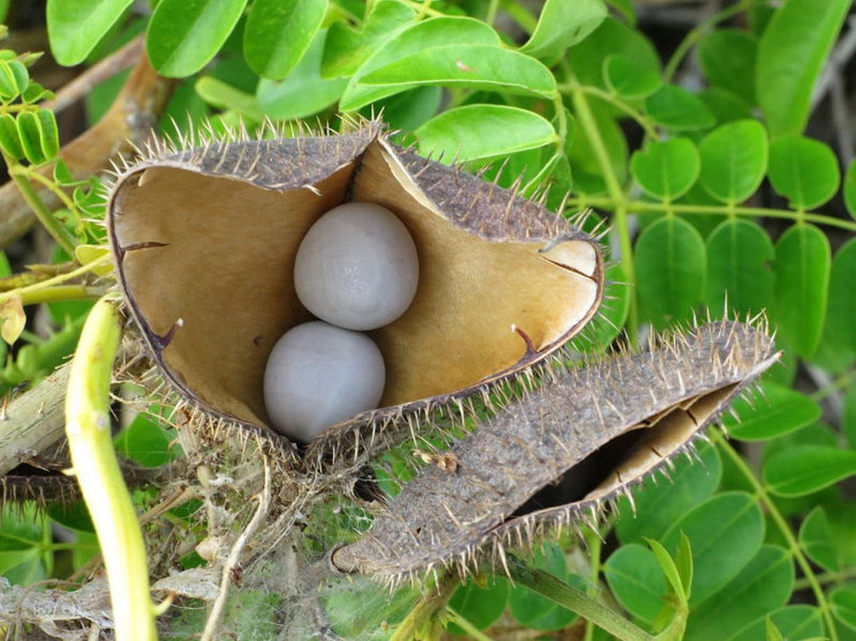 Caesalpinia Bonduc 35+ Seeds Big Seeds Sea Pearl Plant Rare Small Pati ...