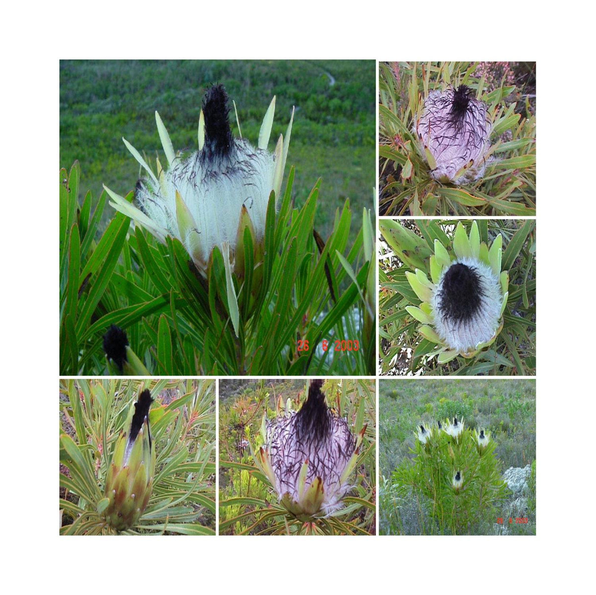 Protea Longifolia Stunning Long Leaf Black Sugarbh Very Rare 35+ Seeds ...