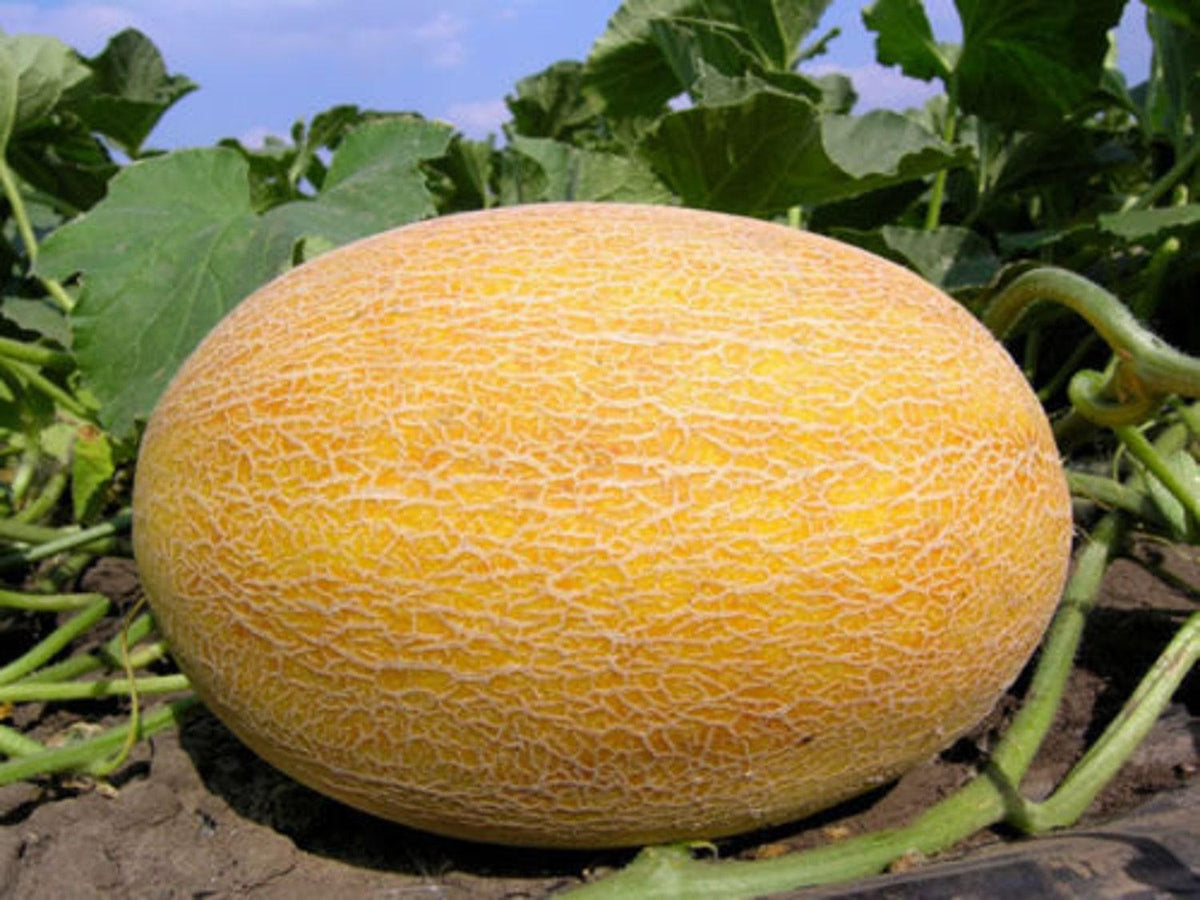 Melon Seeds Amal Organic Seeds From Ukraine 100+ Seeds - Perfect for P ...