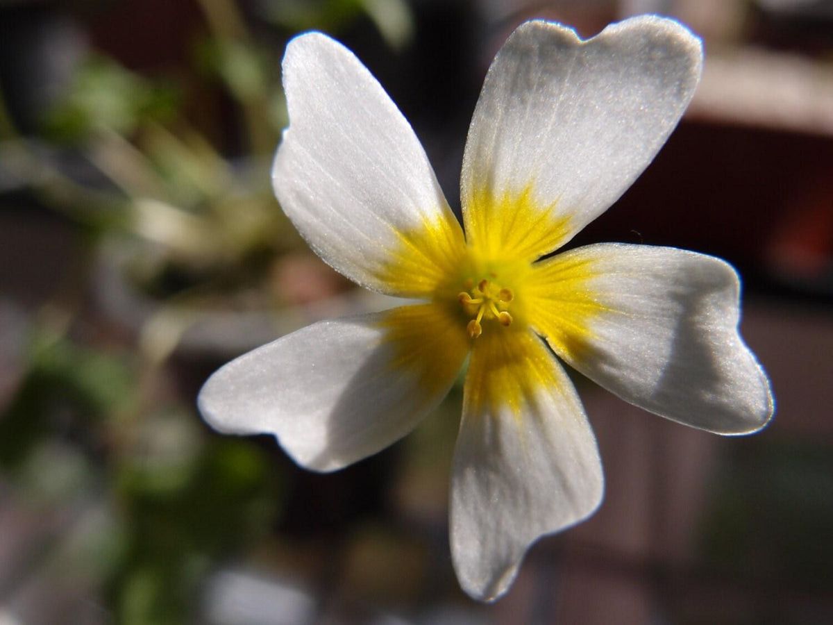 Oxalis Simplex 35+ Seeds - Perfect for Planting and Gifting – Seeds ...