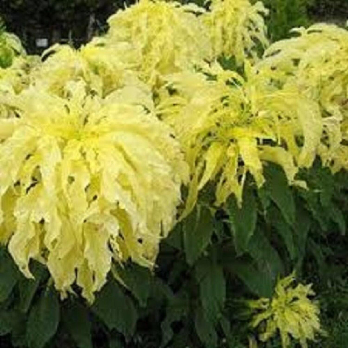 Amaranthus Yellow Tri Color Flower Seeds Annual 75+ Seeds - Perfect fo ...