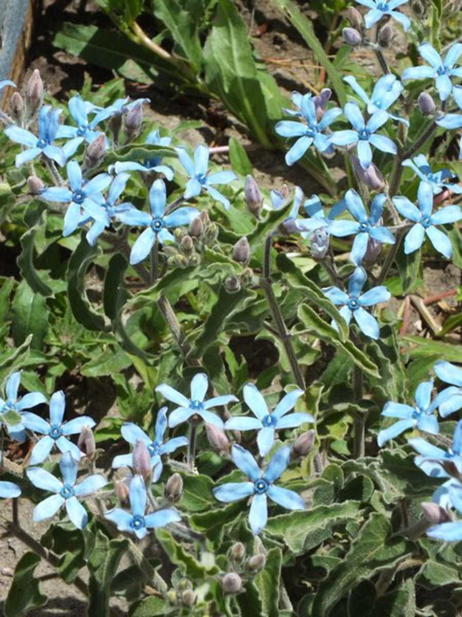 Tweedia Caerulea (blue Milkweed) 35+ Seeds - Perfect for Planting and ...