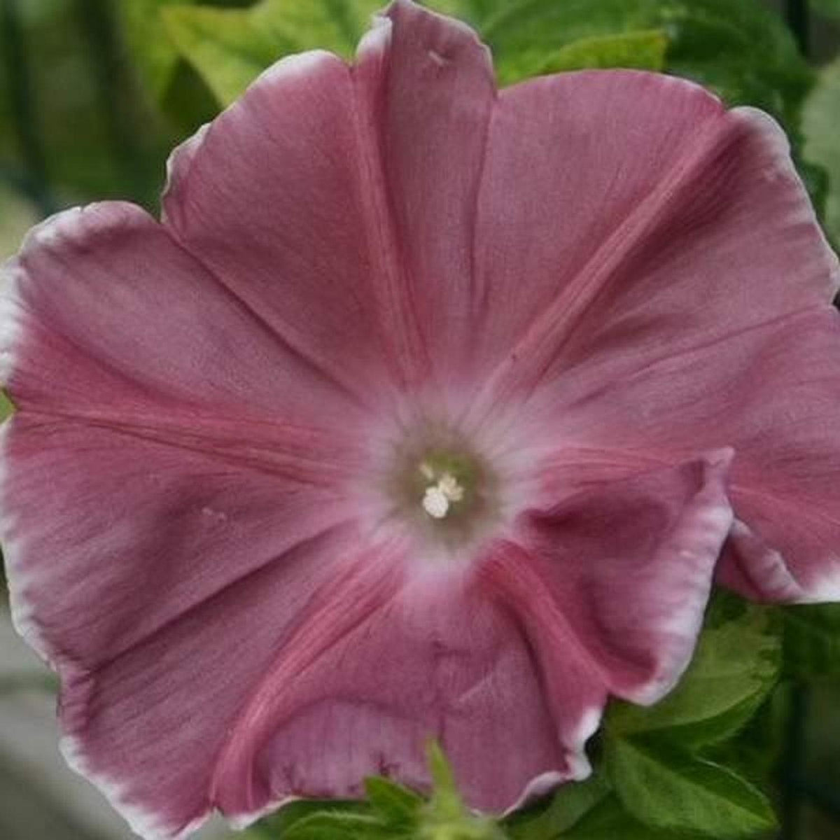 50+ Seeds Aip) Chocolate Morning Glory Seeds Sweetness - Perfect for P ...