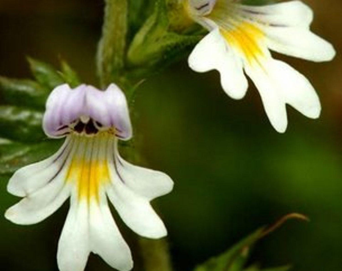 50+ Seeds H) Eyebright Seeds For Your Eye Health - Perfect for Plantin ...