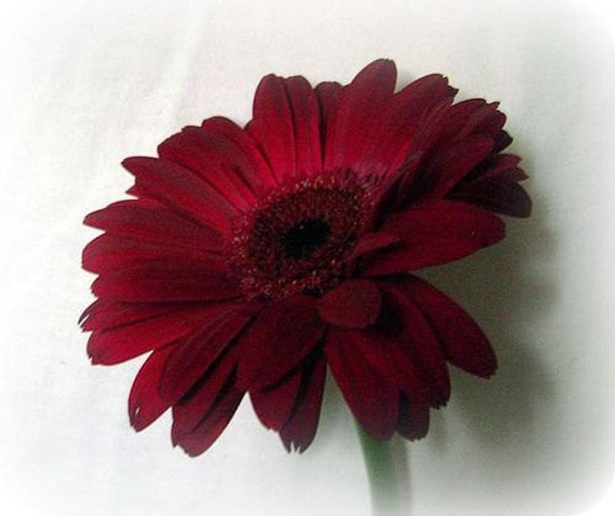 50+ Seeds Adg) Maroon Gerbera Daisy Seed Seedsly Richness - Perfect fo ...