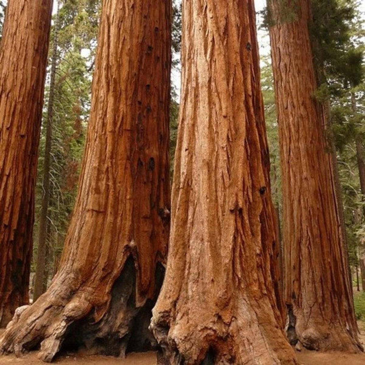 Giant Sequoia Tree Seeds (sequoiadendron Giganteum) 35+ Seeds - Perfec ...