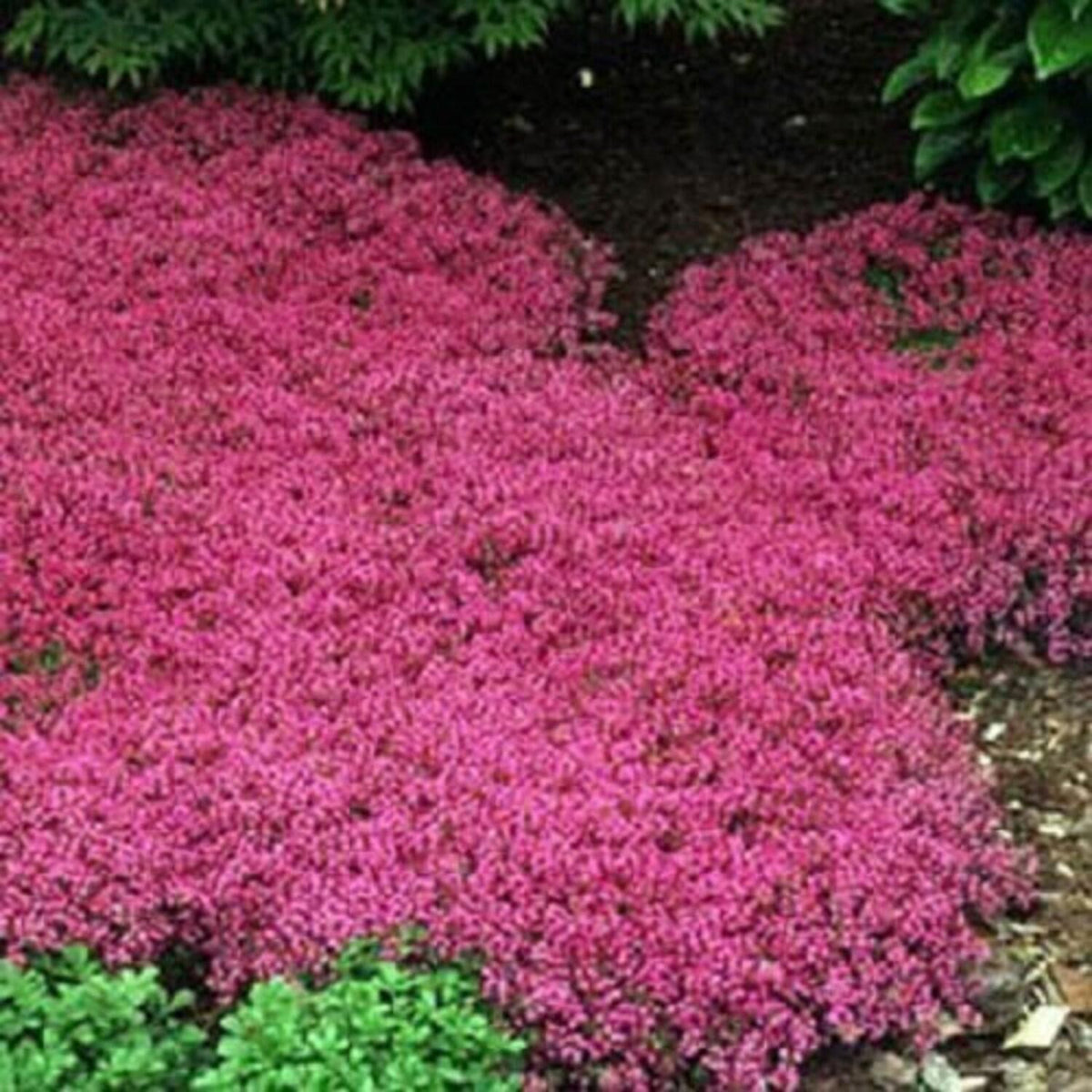 Rose Magic Carpet Flower Seeds Thymus 50+ Seeds - Perfect for Planting ...