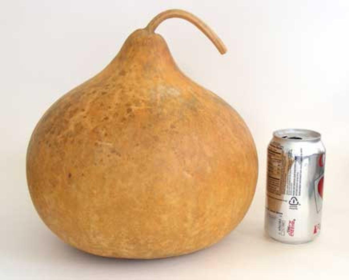 50+ Seeds Vgh) Kettle Gourd Seeds Fabulo Shapes Hardshell Variety - Pe ...