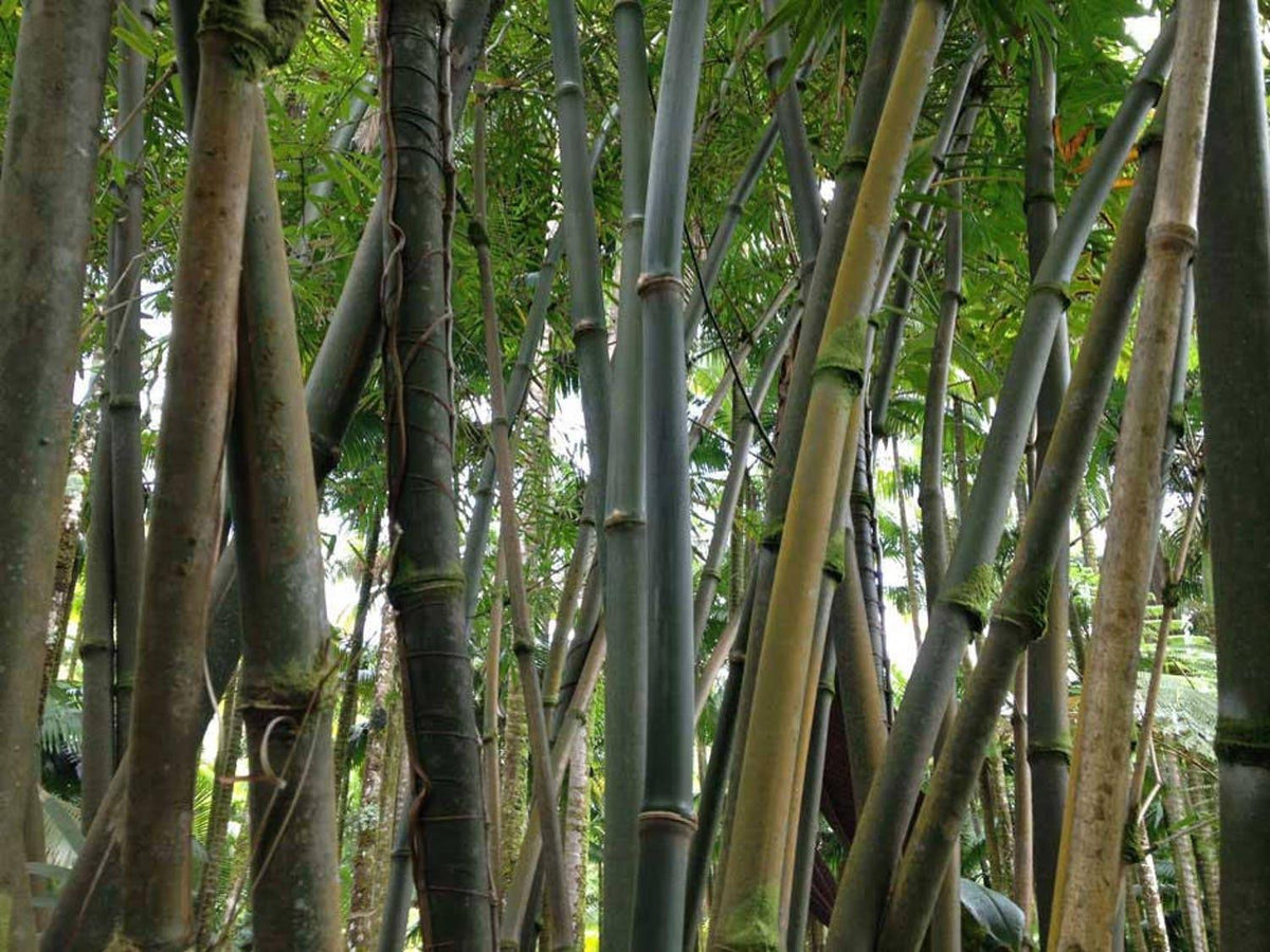 Dendrocalam Strict Calcutta Bamboo 35+ Seeds - Perfect for Planting an ...