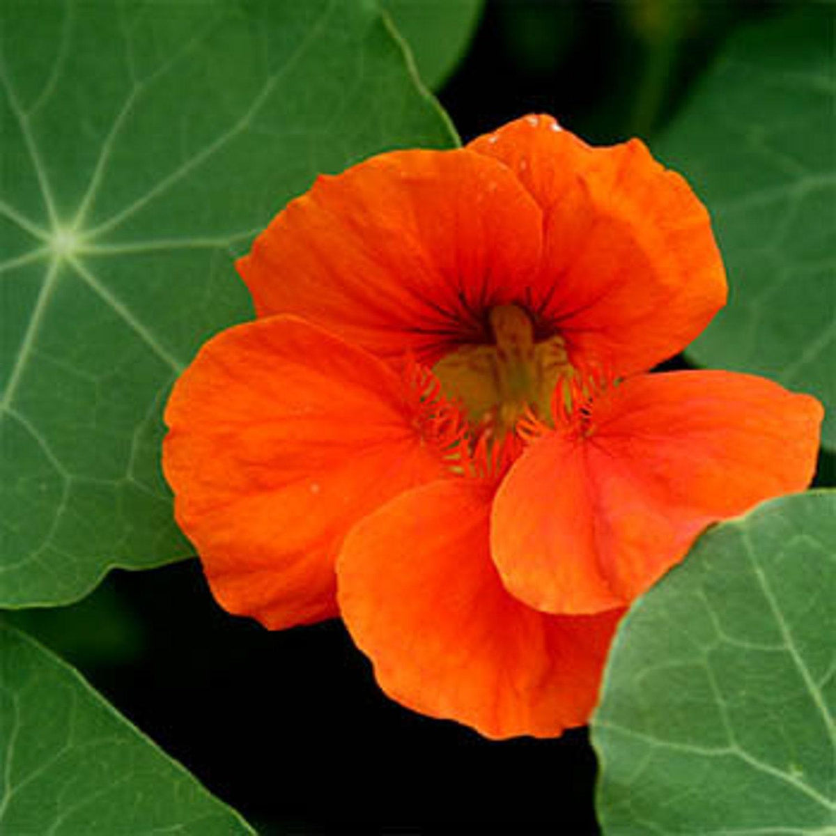 50+ Seeds Ana) Spitfire Nasturtium Seeds Long, Trailing Variety - Perf ...