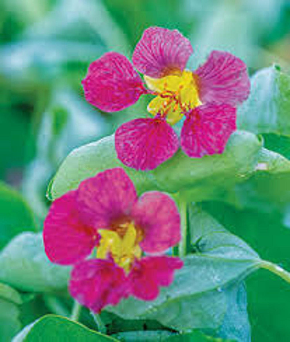 50+ Seeds Ana) Summer Gown Nasturtium Seeds Showstopper - Perfect for ...