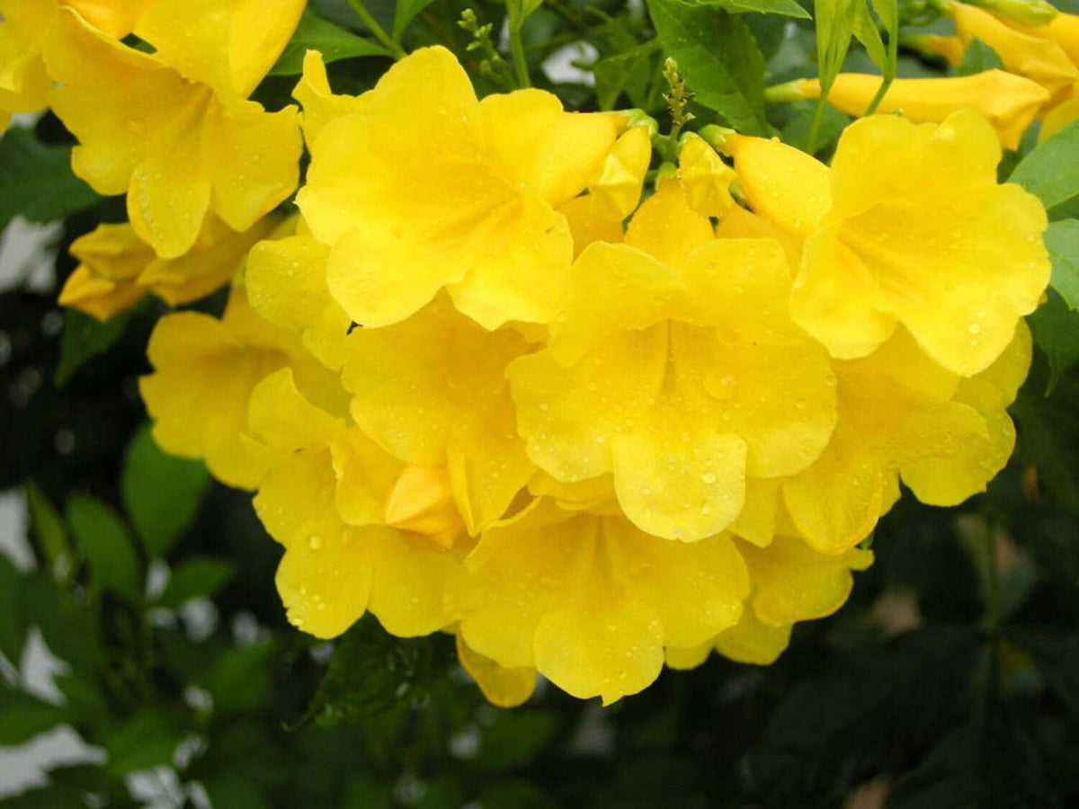 Yellow Elder Seeds, Showy Bright Yellow Cluters, Organic Tropical Flow ...