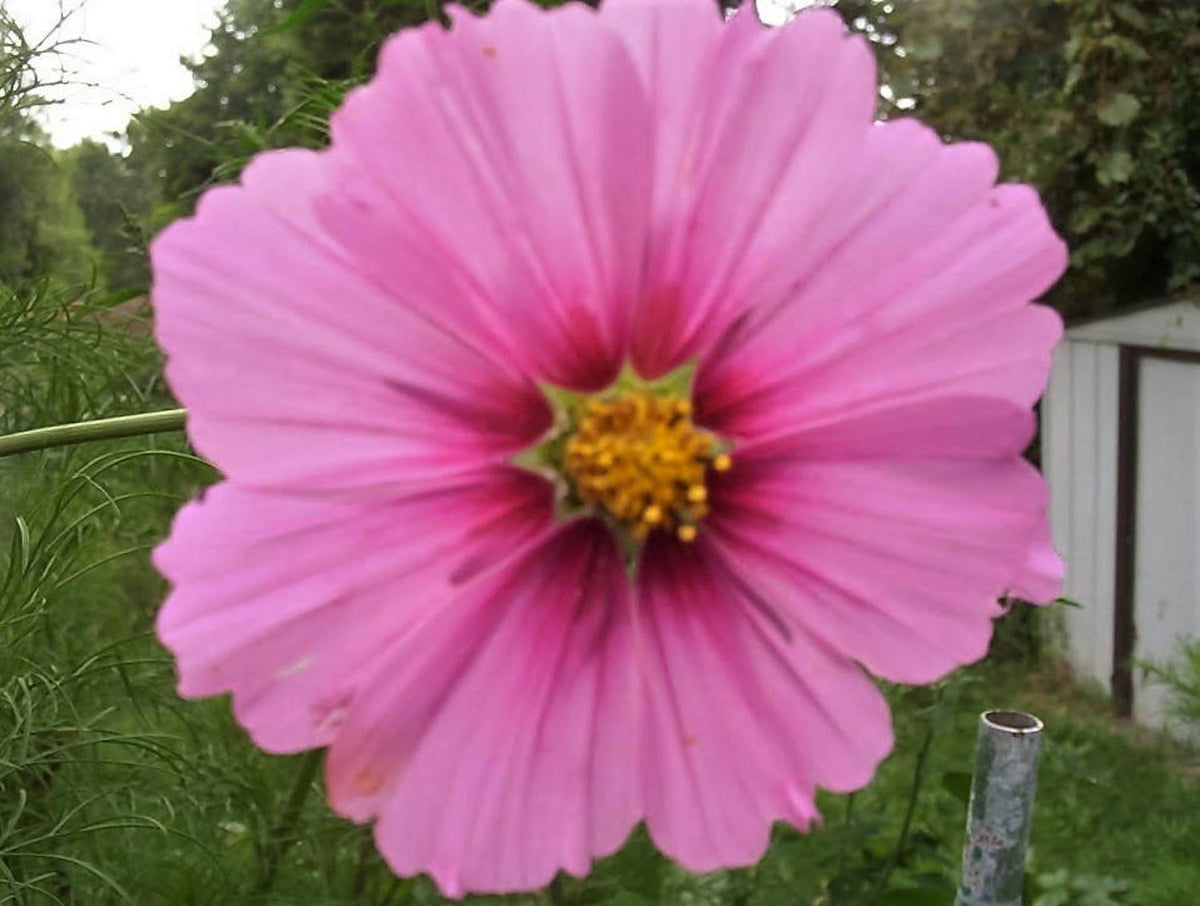 100+ Seeds Gloria Cosmos Bipinnatus Tone Pink Growing Flower Seeds Fla ...