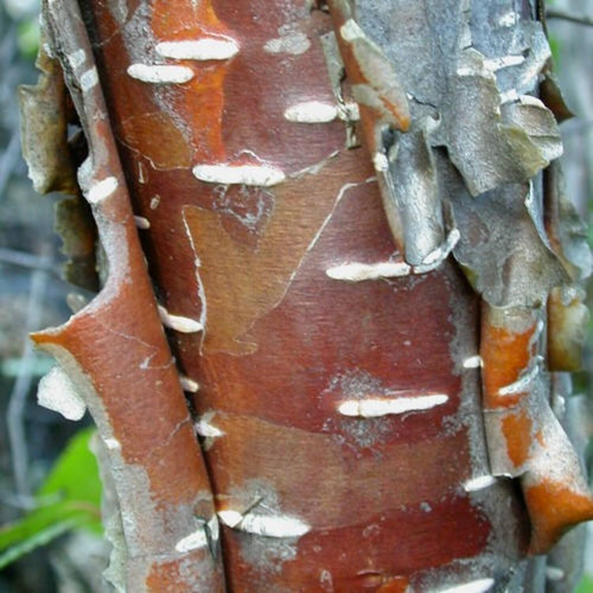 Western Red Birch Tree Seeds (betula Occidentalis) 50+ Seeds - Perfect ...