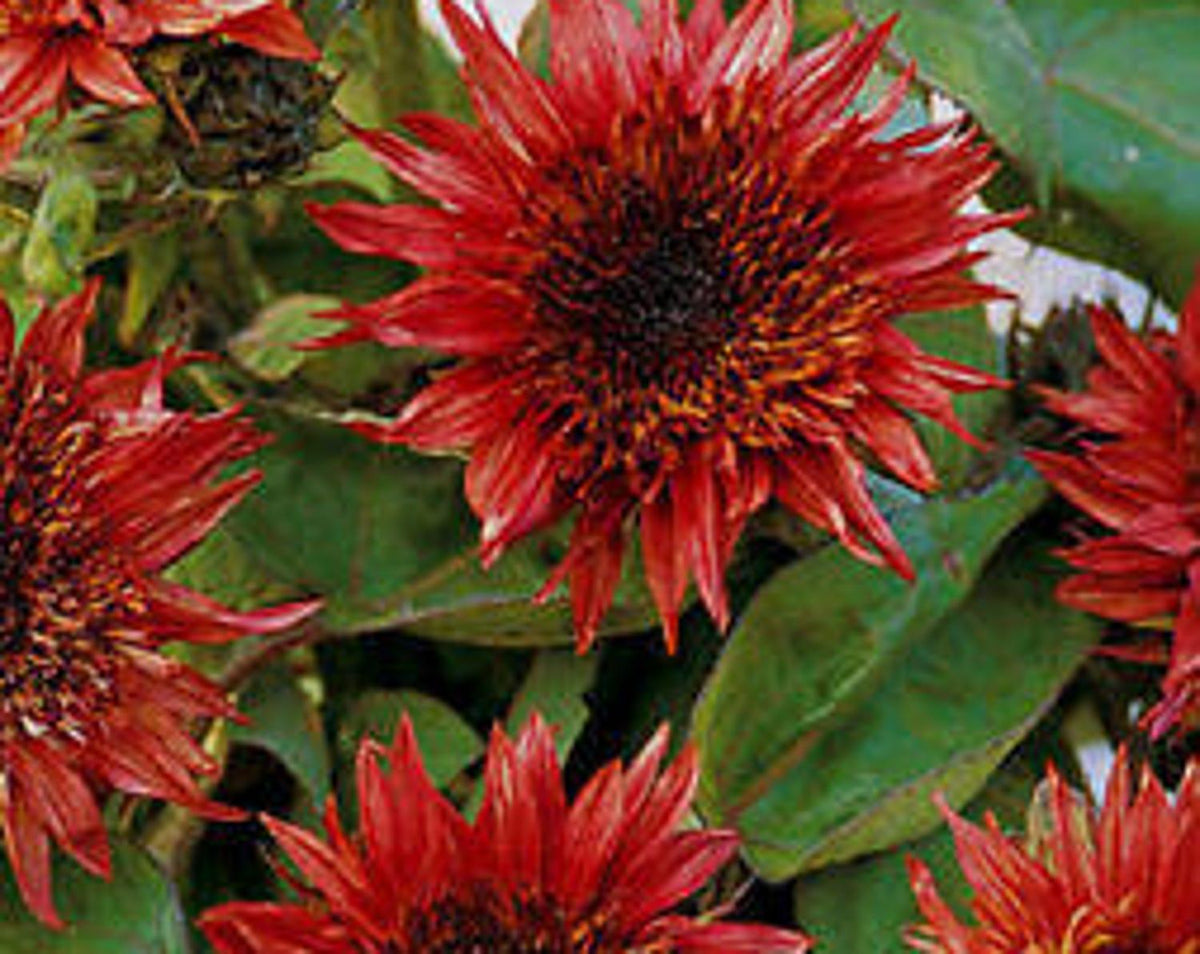 50+ Seeds Asu) Double Dandy Sunflower Seeds Lovely Auburn Red - Perfec ...