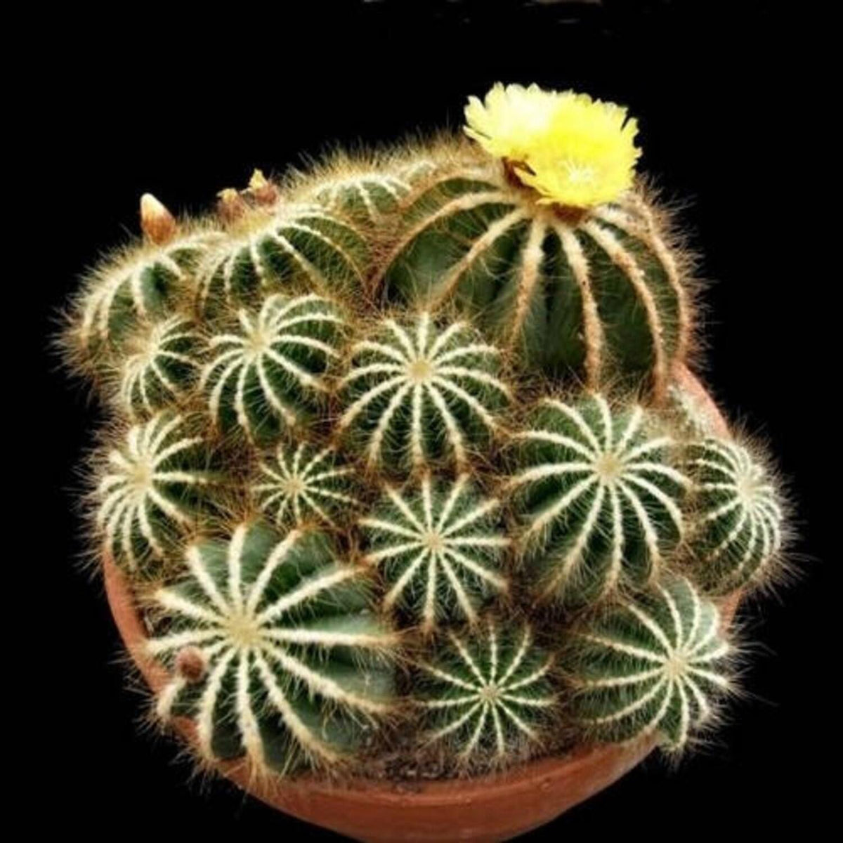 Balloon Cactus Seeds (notocactus Magnificus) 35+ Seeds - Perfect for P ...