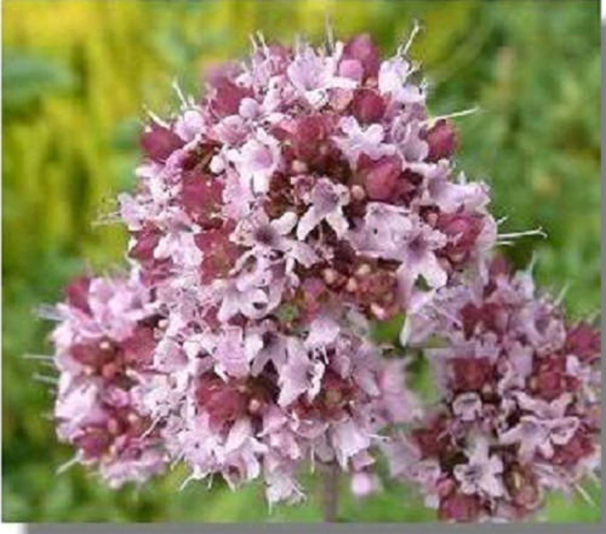 100+ Seeds Sweet Marjoram Origanum Majorana Herb Flower Seeds - Perfec ...