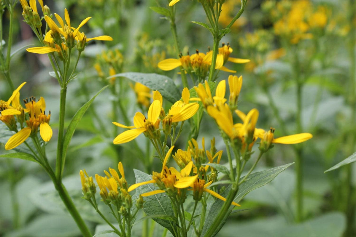 Verbesina Occidentalis Yellow Wingstem Crown Beard 35+ Seeds - Perfect ...