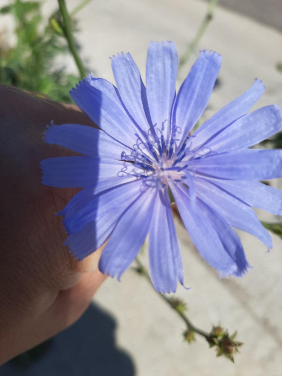 50+ Seeds Chicory,chicory Seeds,wildflower Seeds, Chicory Coffee,chico ...
