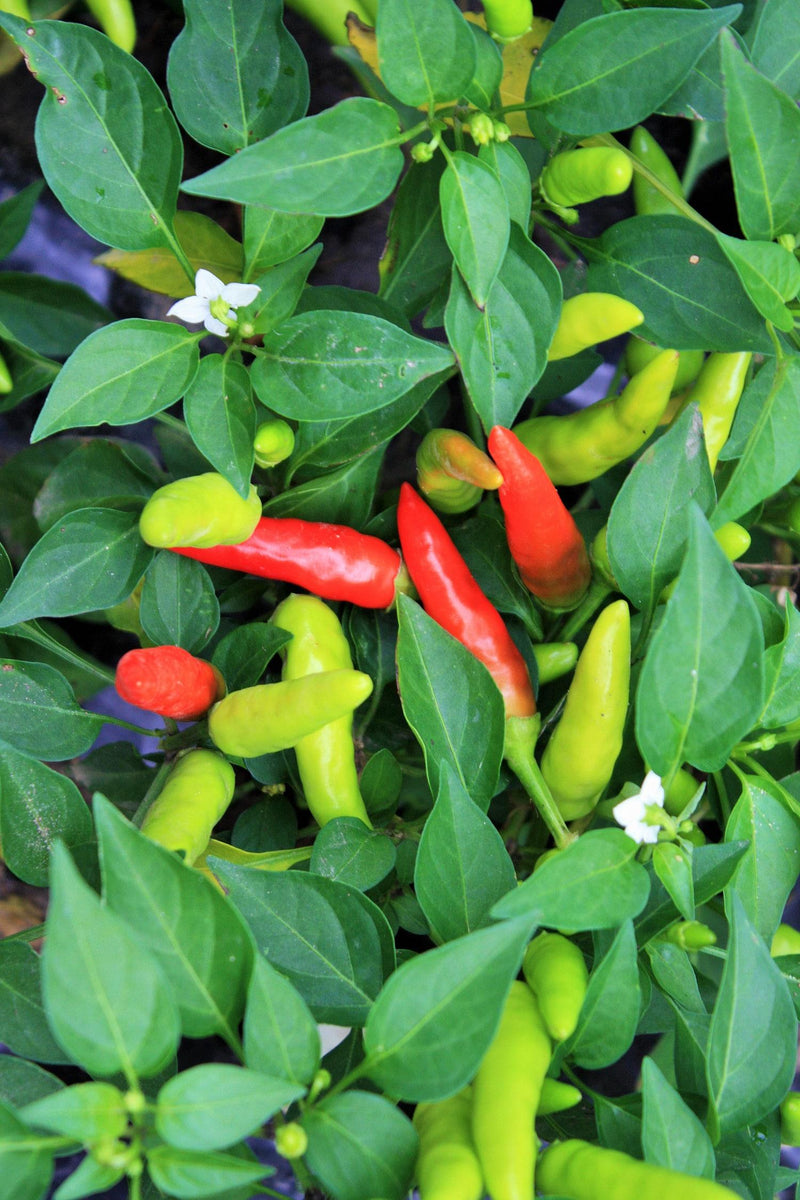 50+ Seeds Thai Chili Pepper Seeds, Spicy Peppers, Seeds, Vegetable Gar ...