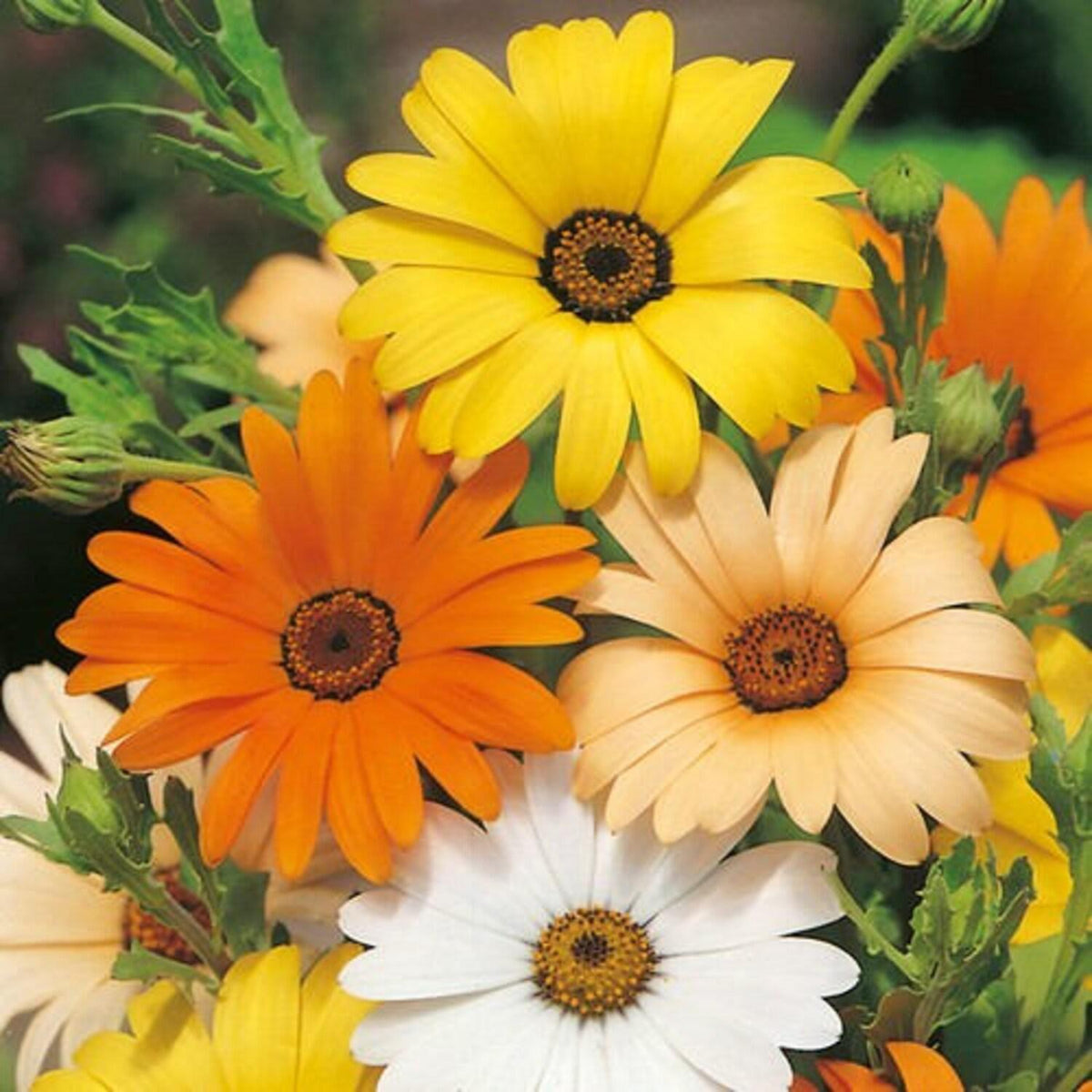 African Daisy Mix Flower Seeds (dimorphotheca Aurantiaca) 100+ Seeds U ...