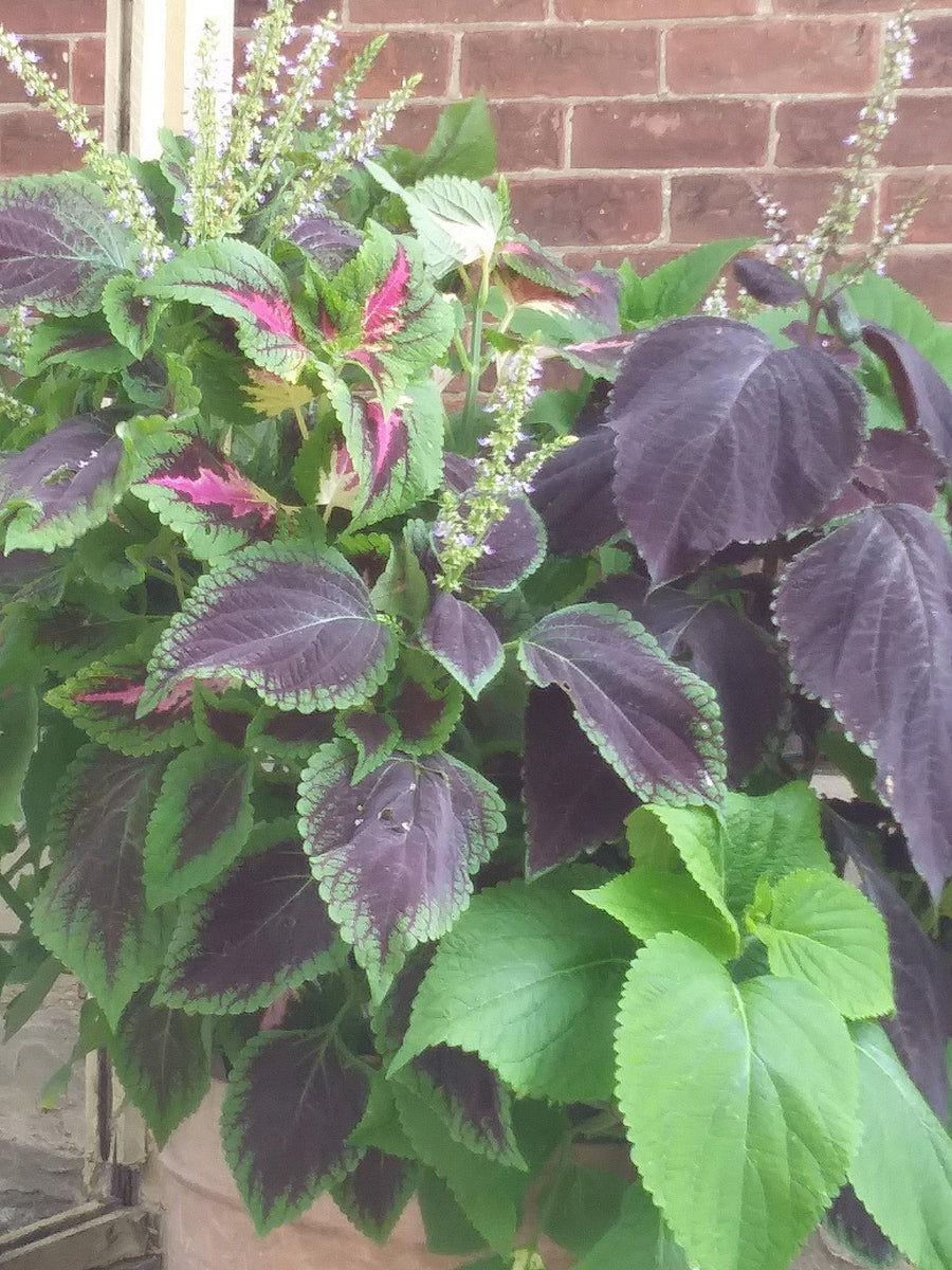 50+ Seeds Cole Seeds,cole,shade Plant Seeds,shade Plant,indoor Plant S ...