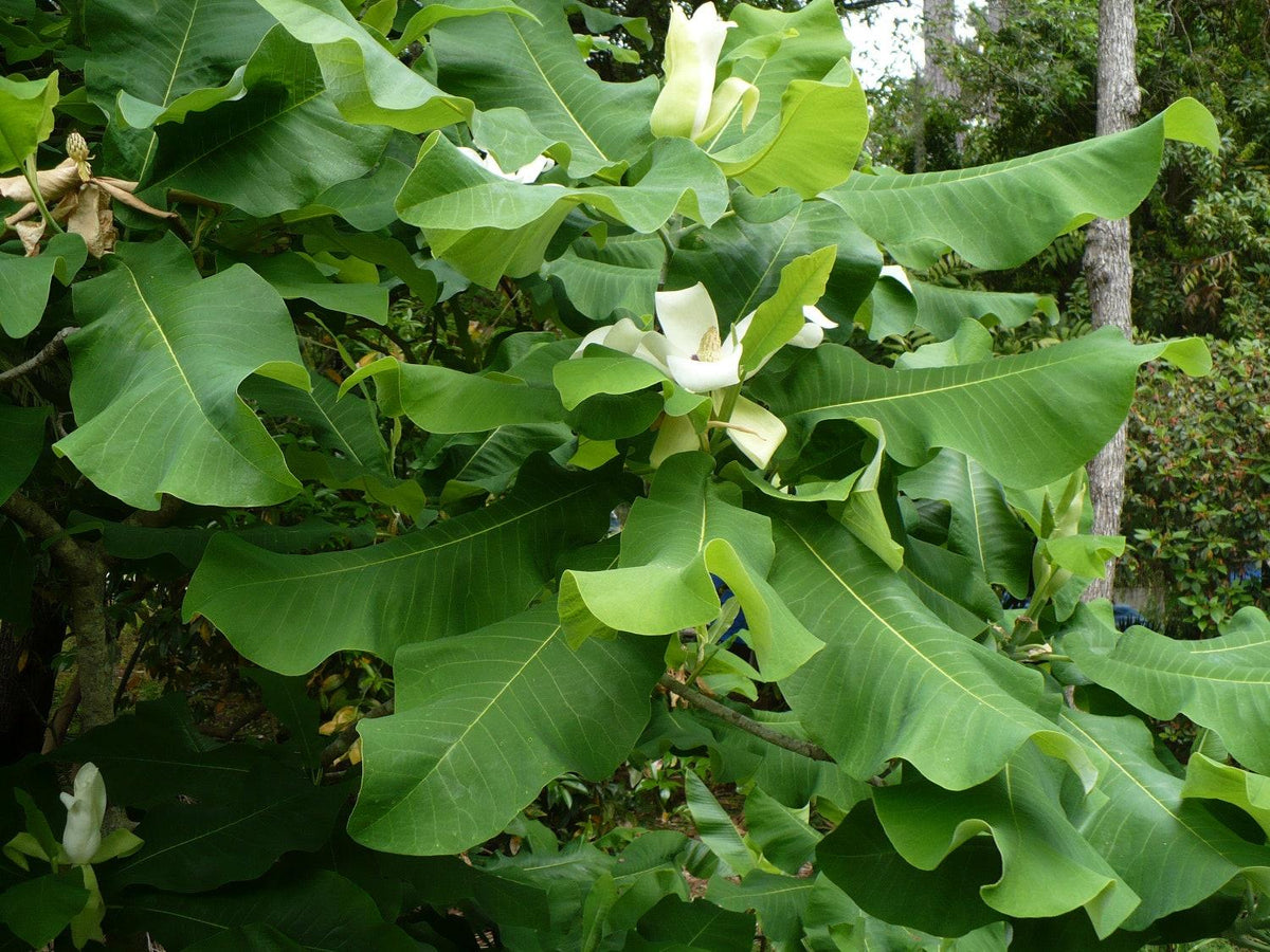 Ashe S Magnolia Magnolia Ashei 35+ Seeds ( ) - Perfect for Planting an ...