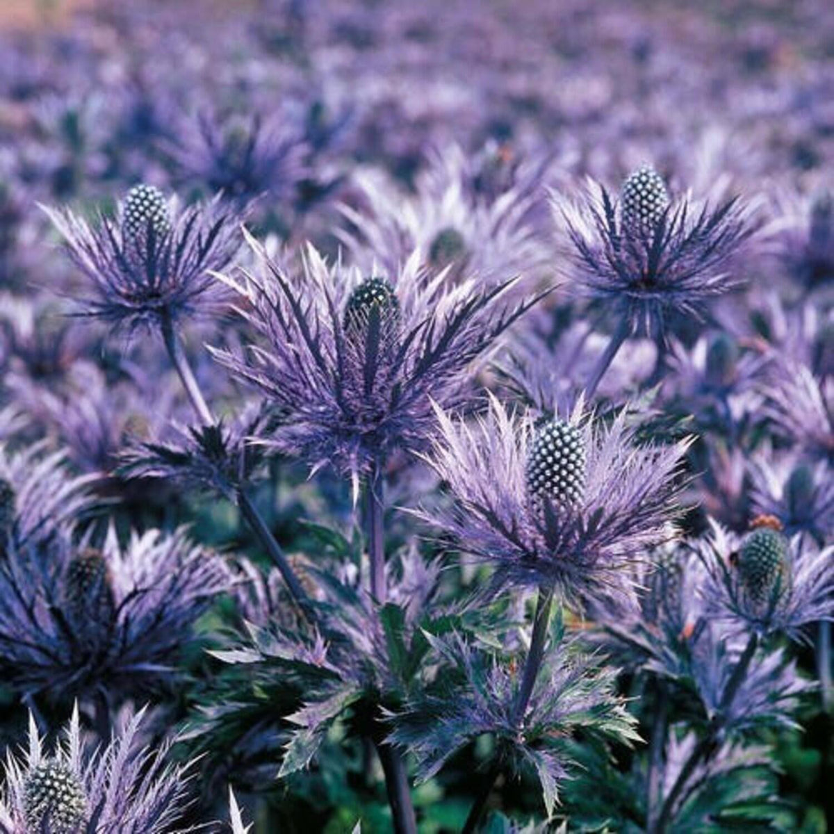 Alpine Sea Holly Flower Seeds (eryngium Alpinum Superbum) 35+ Seeds ...