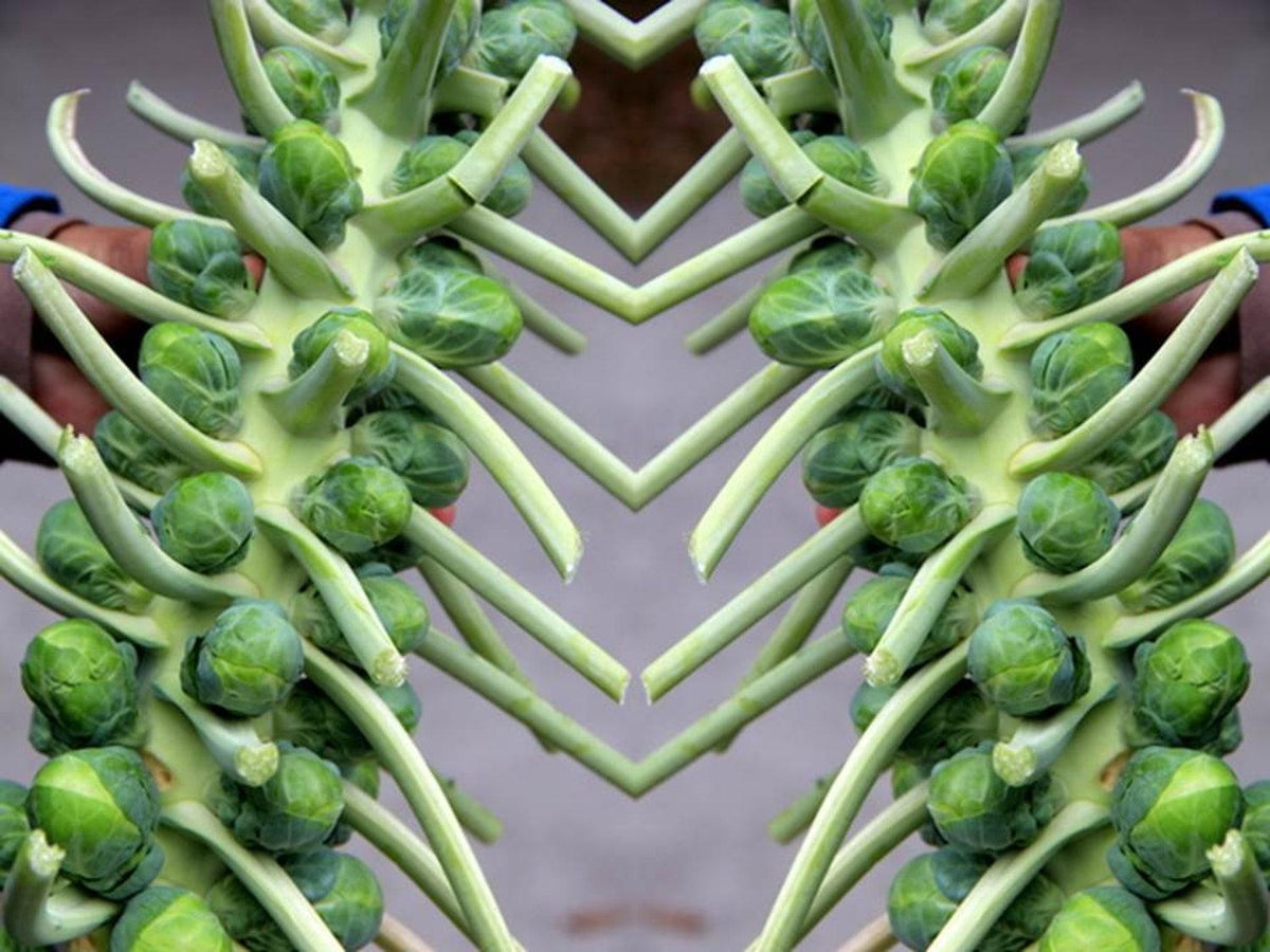Catskill Brussels Sprouts 100+ Seeds ( Seeds) Orders Get C - Perfect f ...