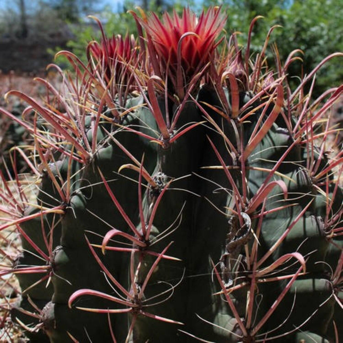 Fishhook Barrel Cactus Seeds (ferocactus Wislizenii) 35+ Seeds - Perfe ...